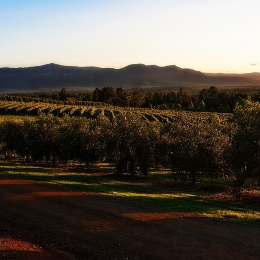 "Our Vineyards" – Pokolbin Estate